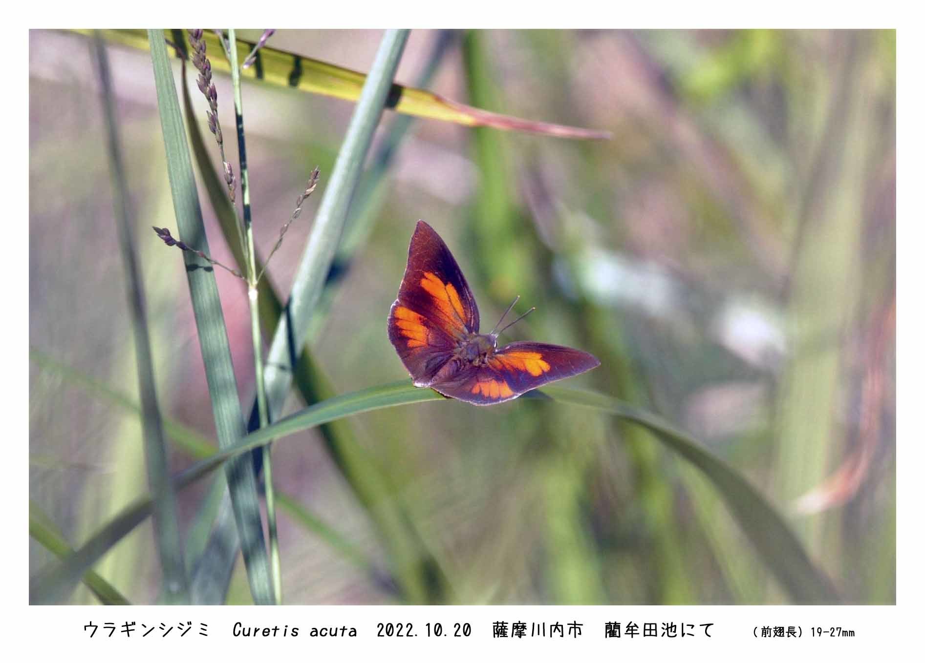 薩摩川内市の藺牟田池での観察（2022.10.20): 近くの自然観察