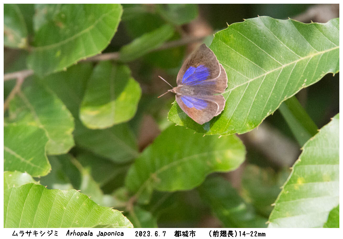 2023.6 自宅周辺の観察: 近くの自然観察