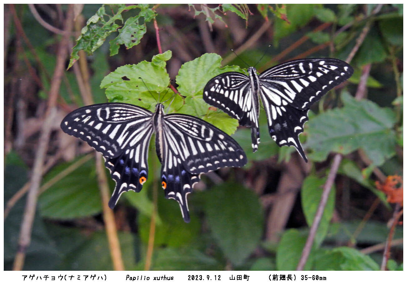 2023.9-10 自宅周辺の自然観察: 近くの自然観察