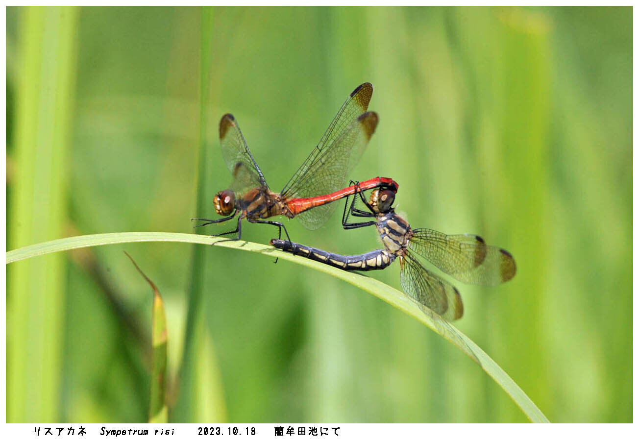 2023.10.18 藺牟田池周辺の観察: 近くの自然観察